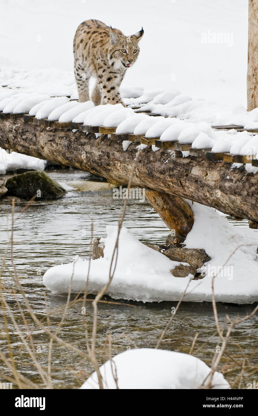 Lynx, Lynx lynx, bridge, snow, go, big cat, predator, mammal, animal ...