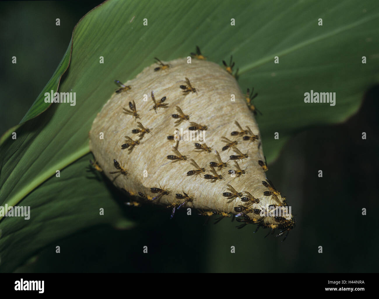Leaf bottom side, wasps' nest, wasps, detail Stock Photo - Alamy