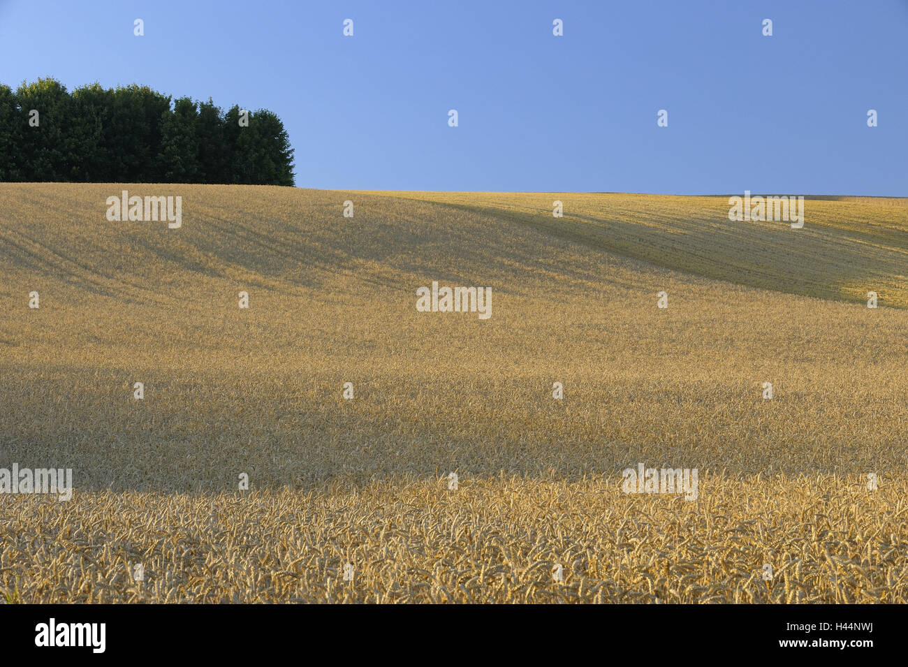 Grain-field, summer, Germany, Bavaria Stock Photo - Alamy