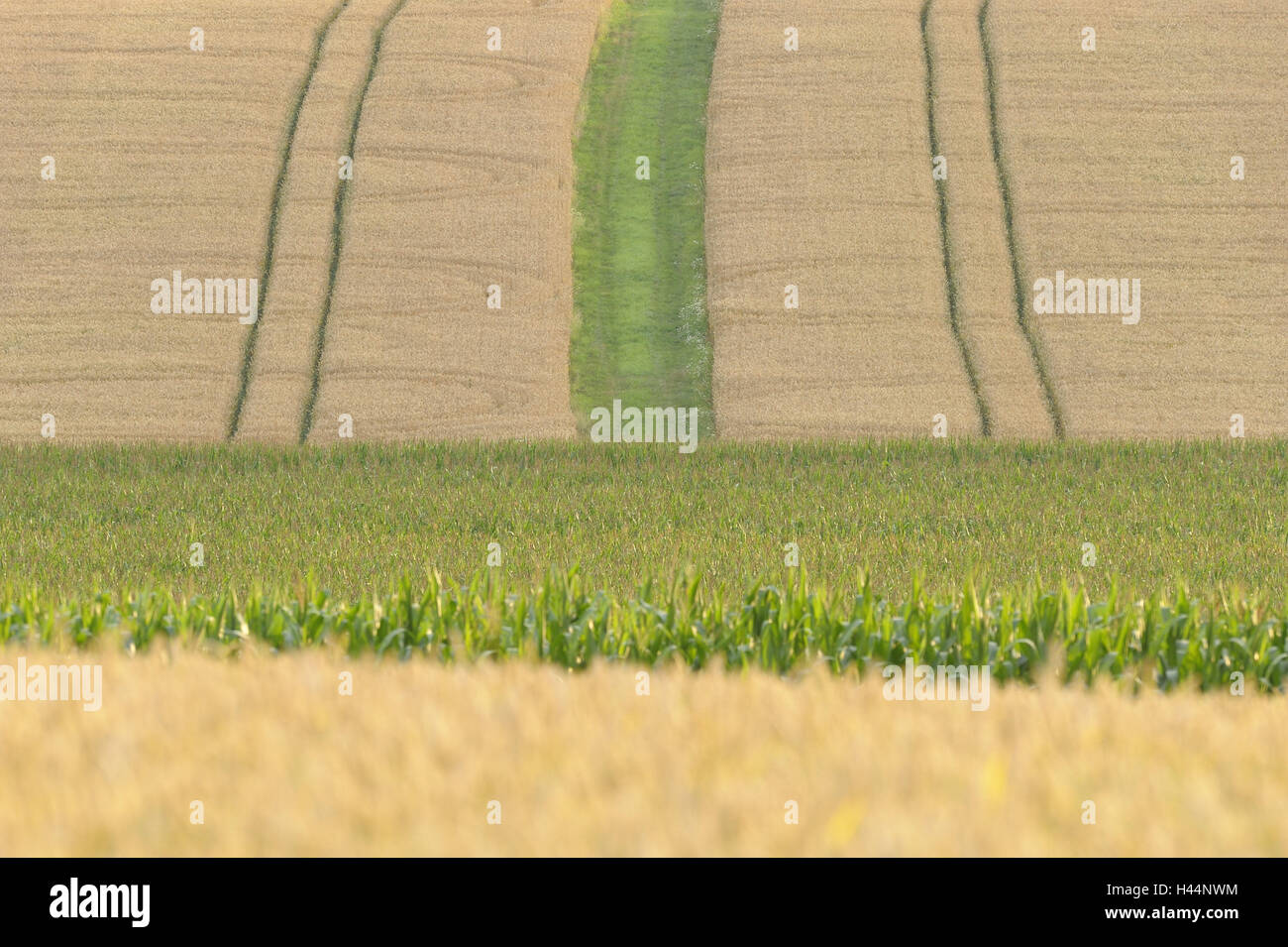 Country lane, grain-fields, summers, Germany, Bavaria, Spessart Stock ...