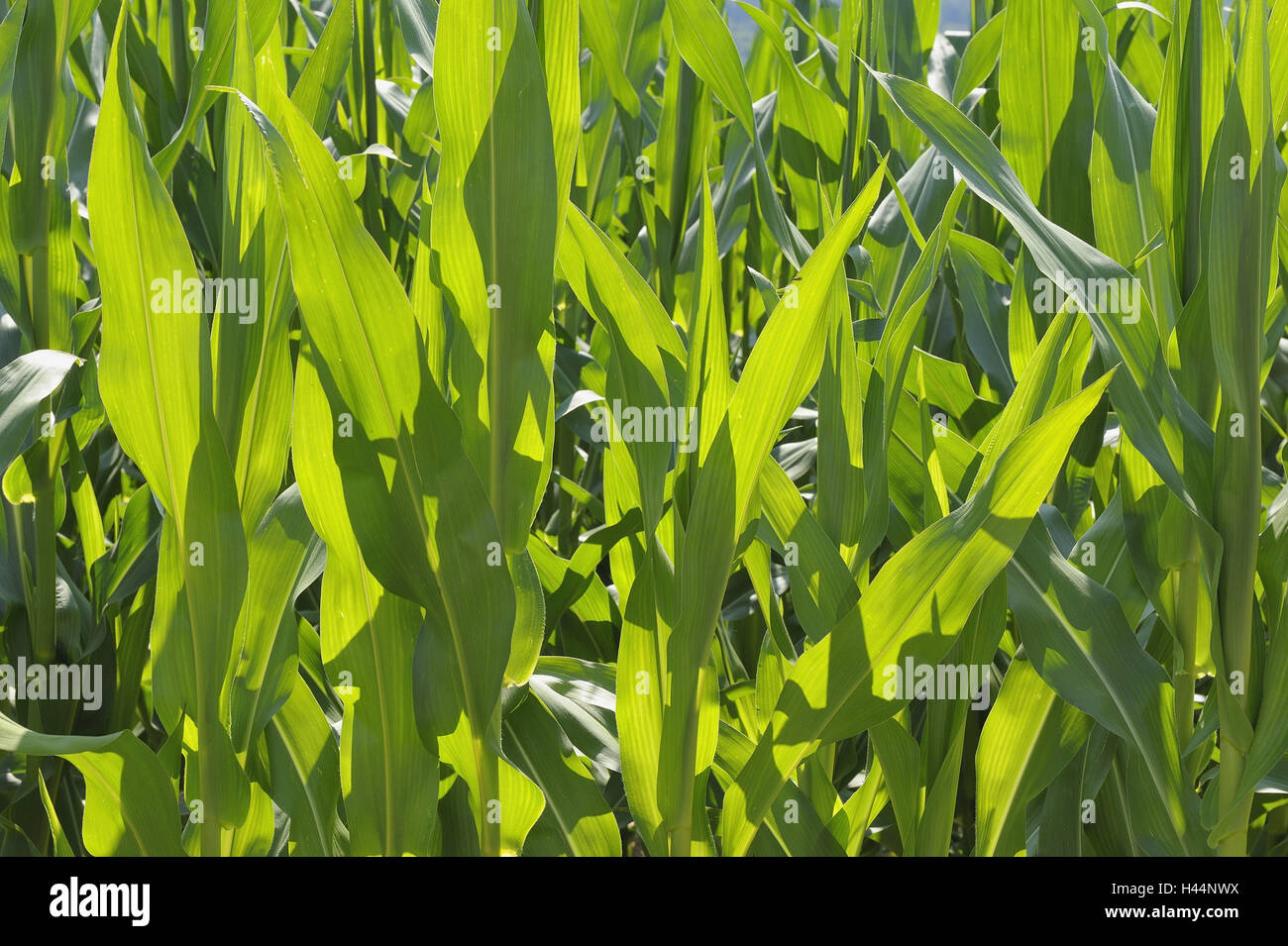 Corn field, detail, leaves Stock Photo - Alamy