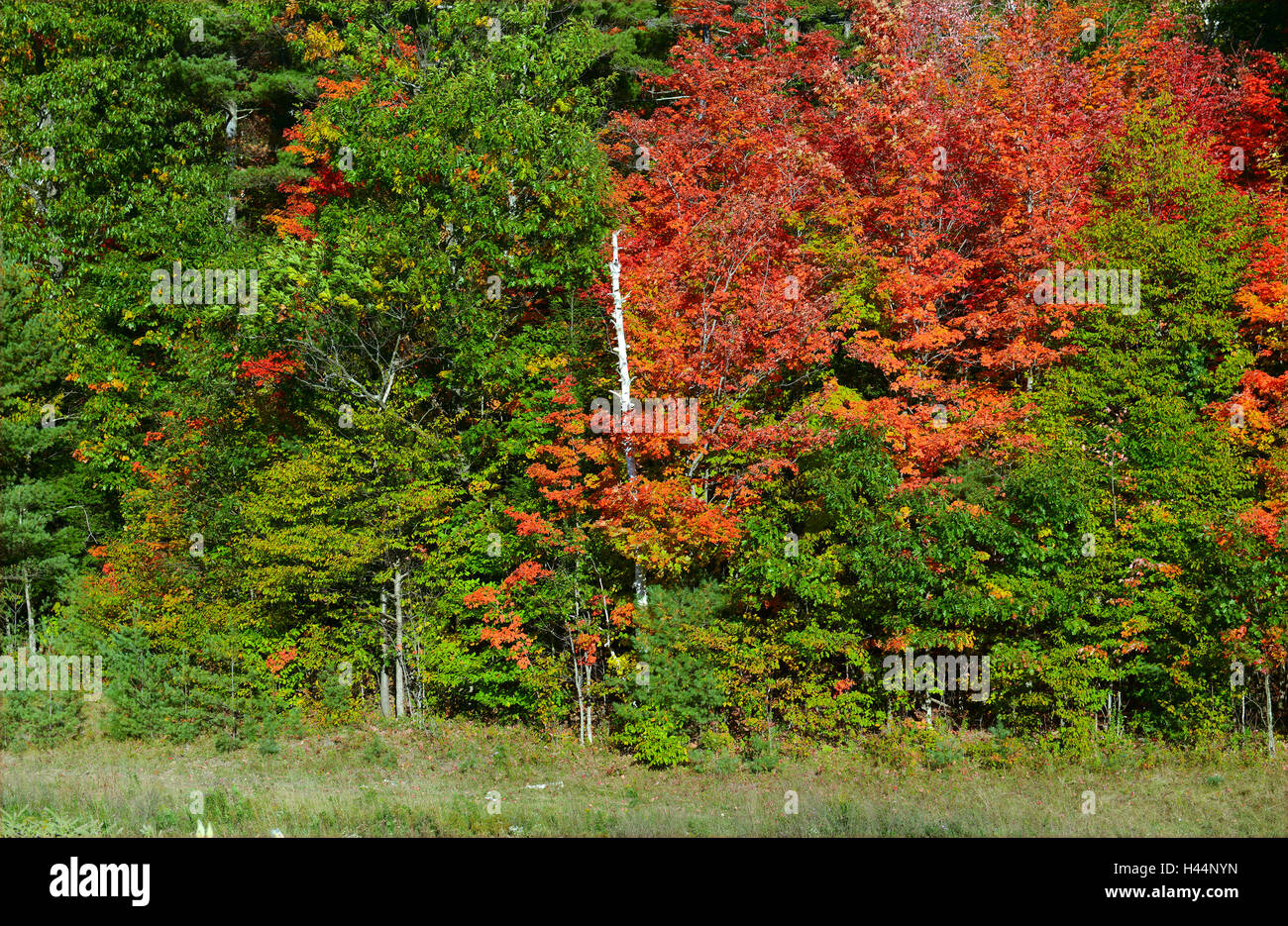 Fall colors, Autumn foliage with red, orange and yellow fall colors in ...