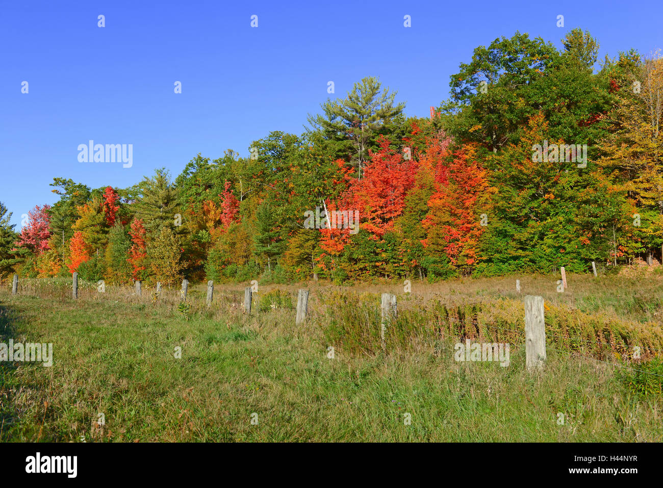 Autumn foliage with red, orange and yellow fall colors in A Northeast ...