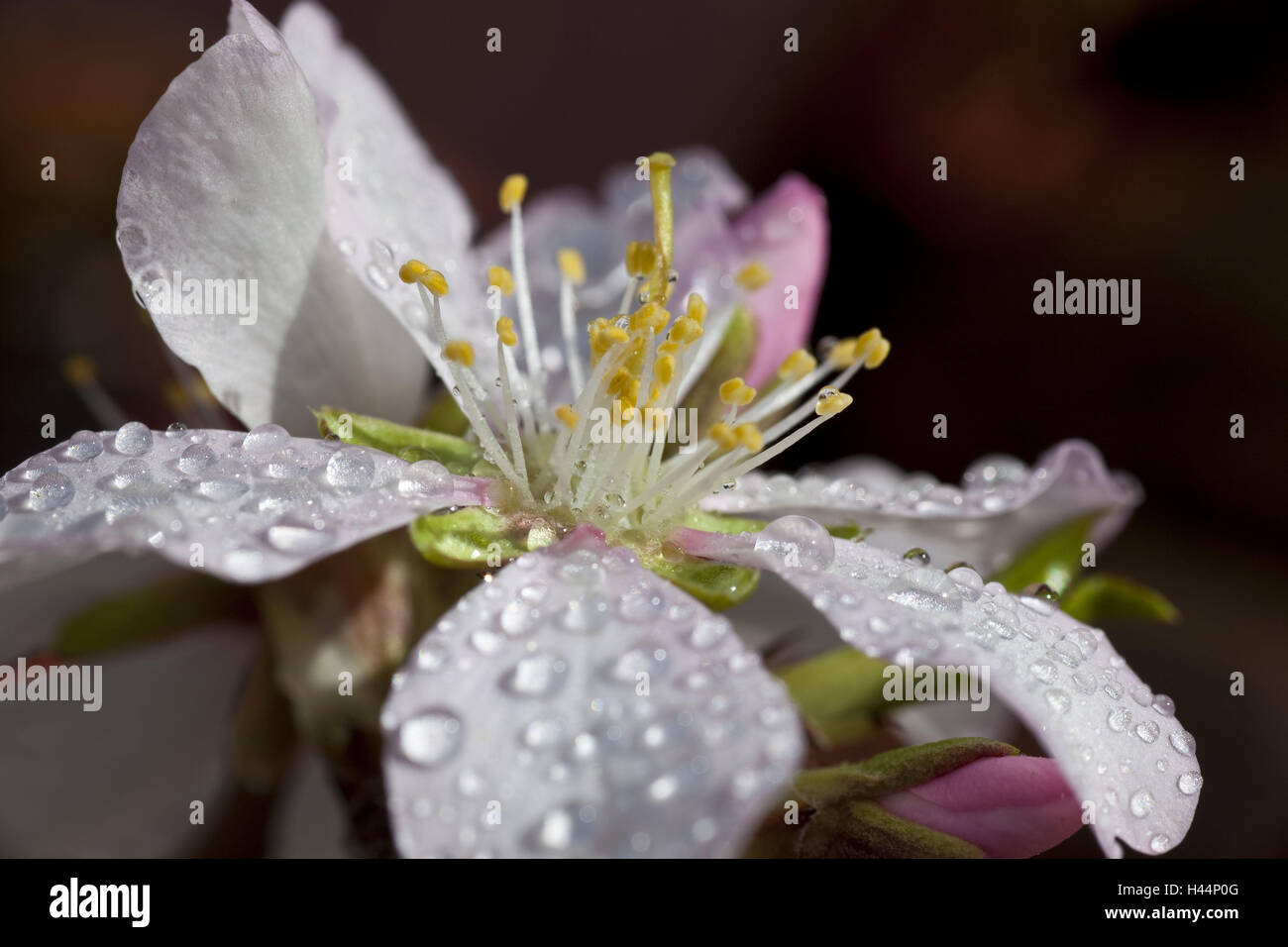Tonsil blossoms, dewdrops, close up, Majorca, plant, tree, almond tree ...