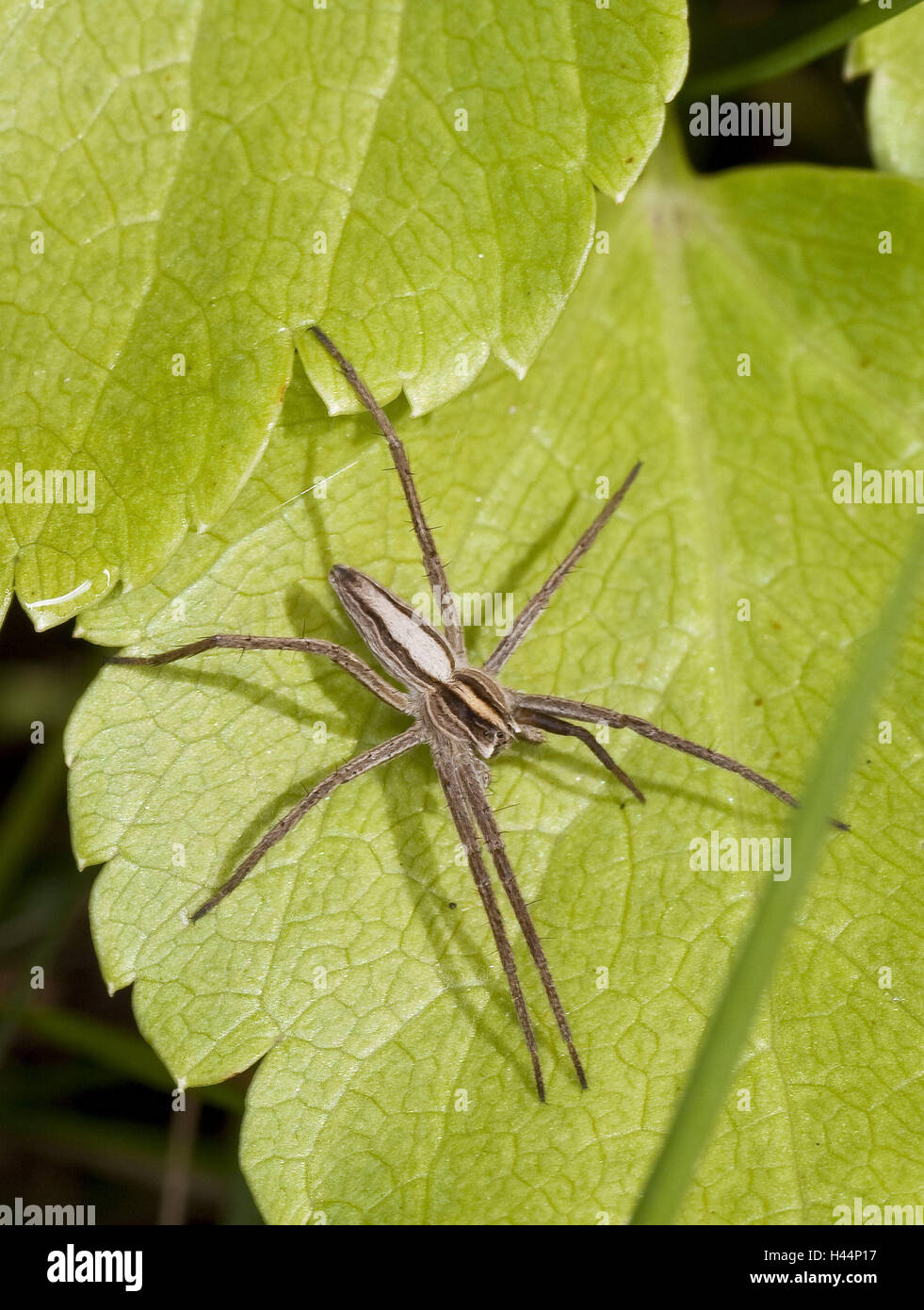 Leaves, detail, list spider, Pisaura mirabilis, close up, nature ...