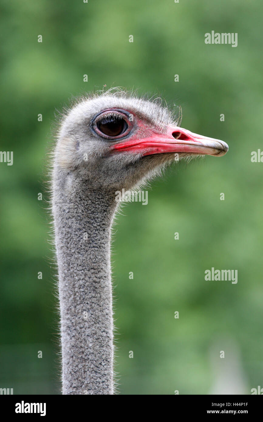 Bunch, Struthio camelus, portrait Stock Photo - Alamy