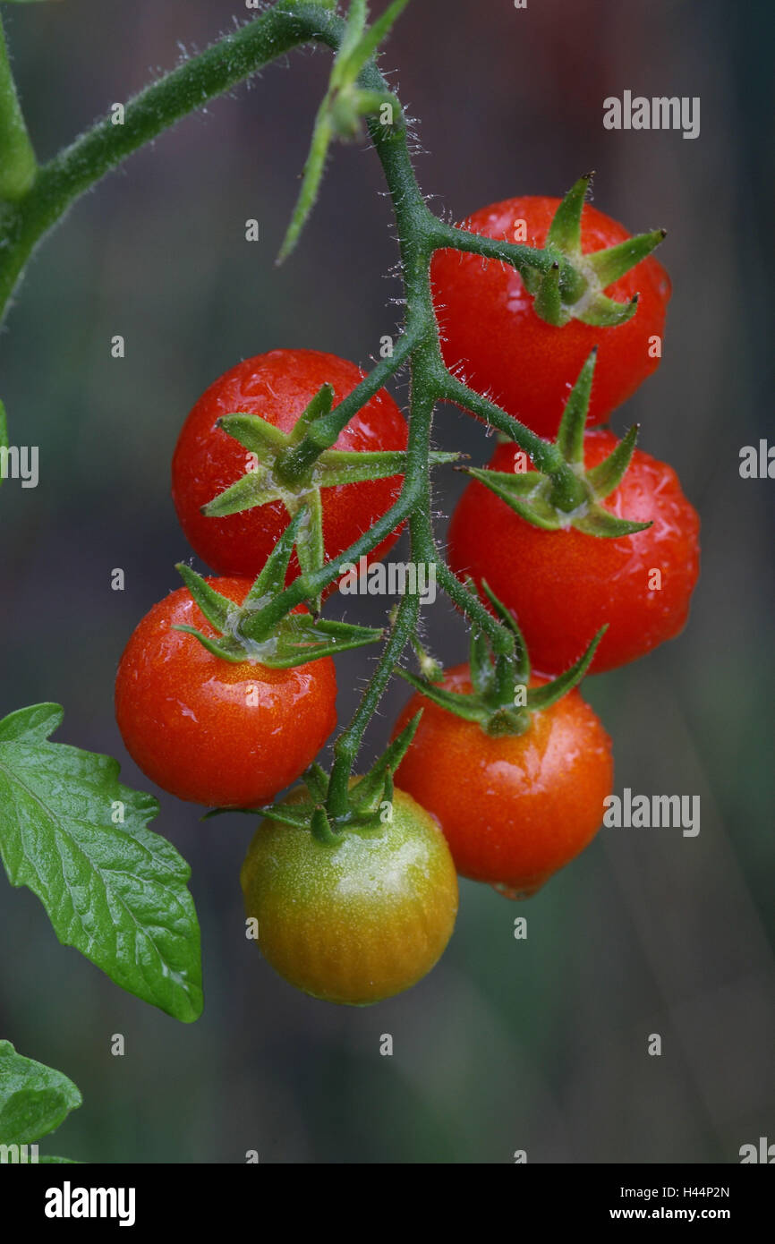Tomato detail hi-res stock photography and images - Alamy