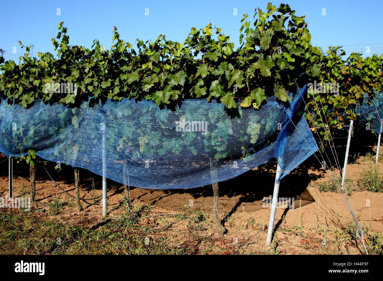 Vineyard, vines, networks Stock Photo - Alamy
