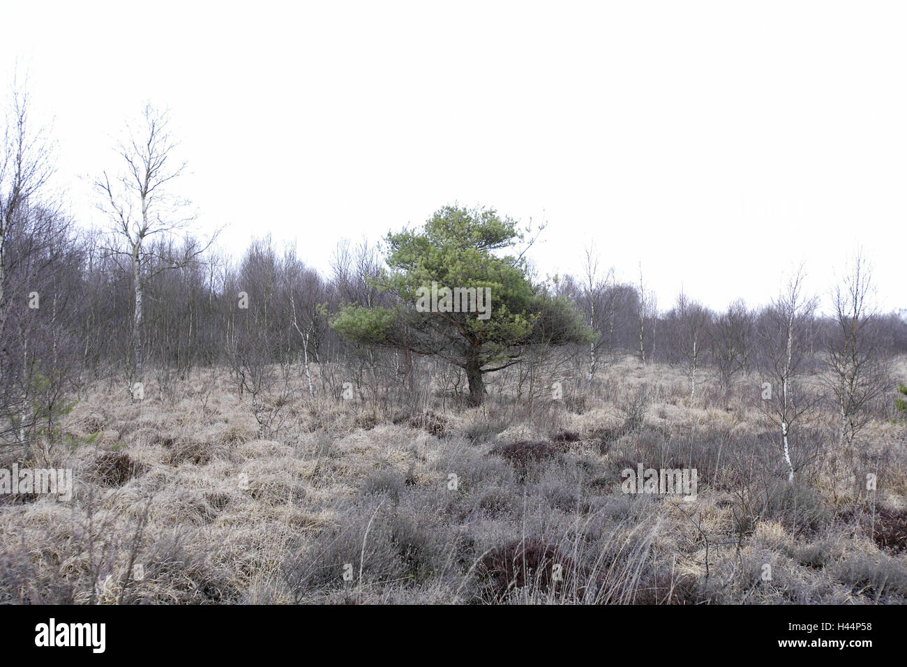 Germany, Lower Saxony, marshy landscape, pine, North Germany, nature ...