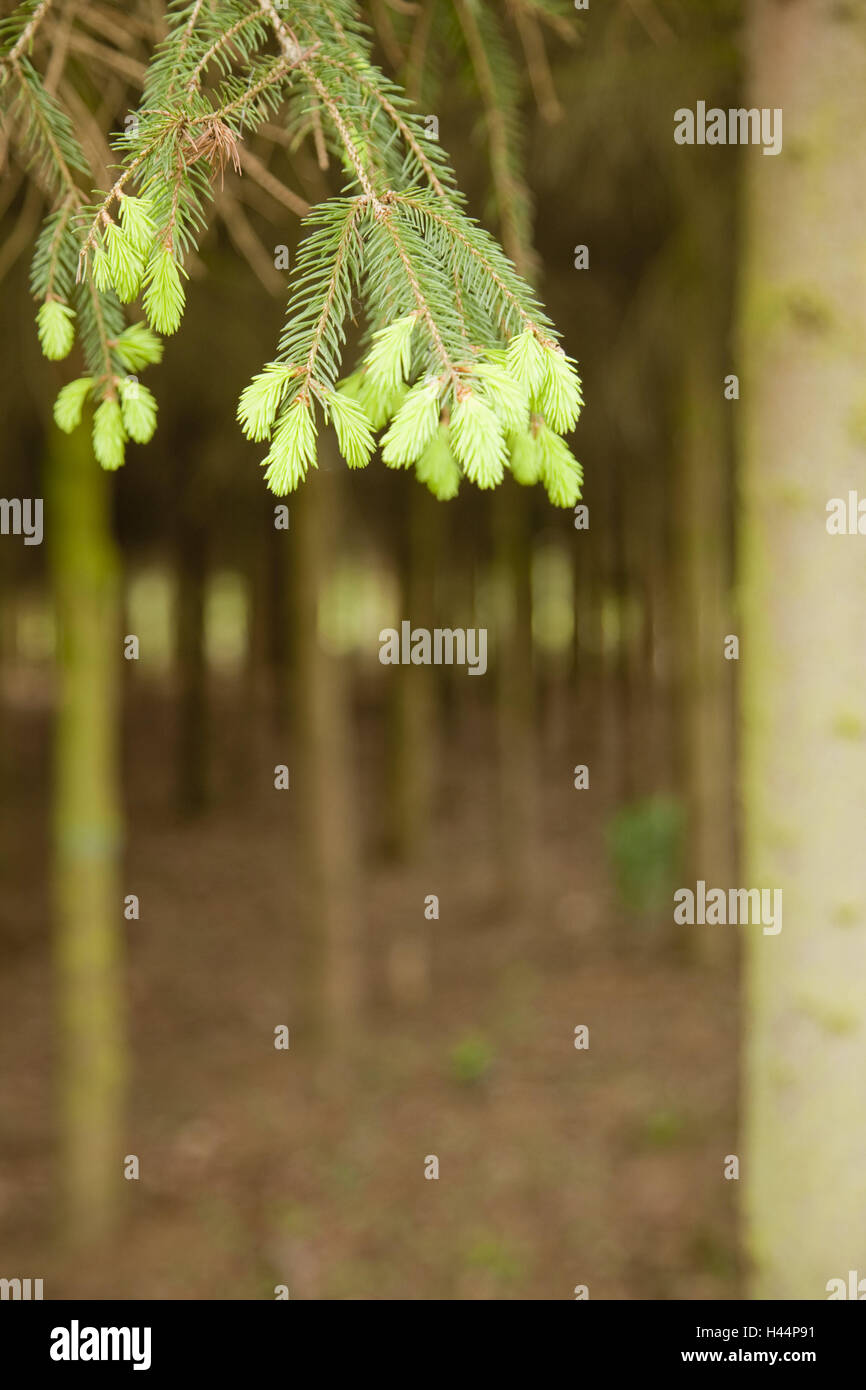 Wood, spruce, branch, detail, instincts, young, blur, outside, trees ...