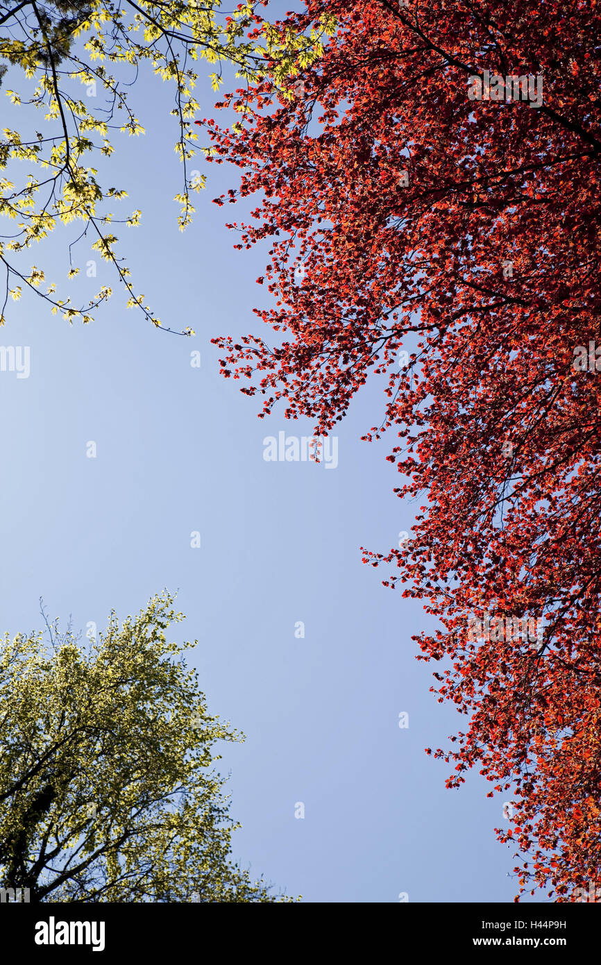 Broad-leaved trees, differently, detail, heaven, from below, outside ...