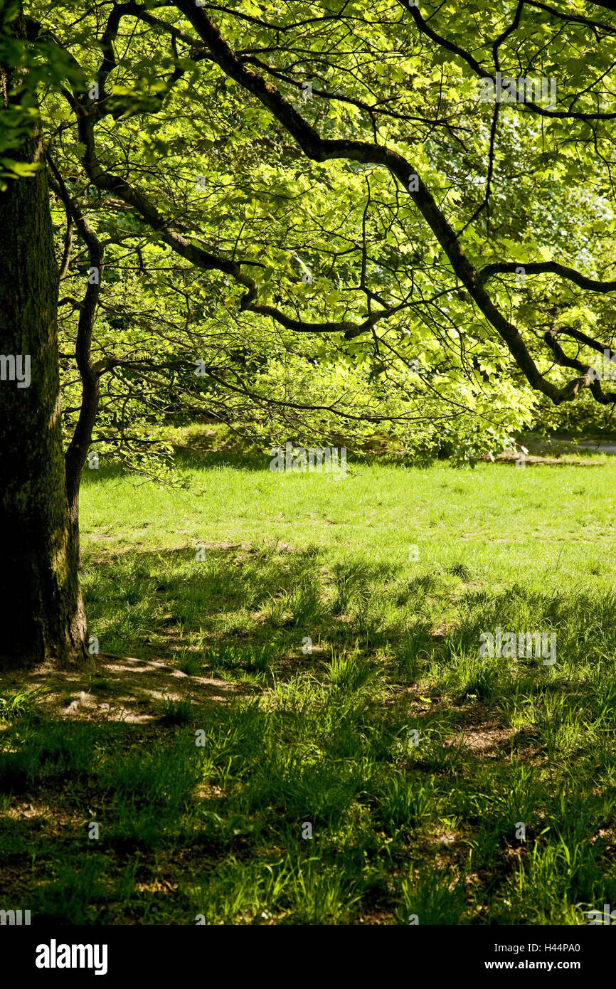 Meadow, tree, detail, outside, wood, lumen, sunshine, icon, grass ...