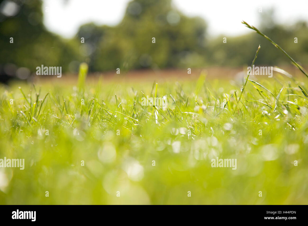 Edge the forest, meadow, close up Stock Photo - Alamy