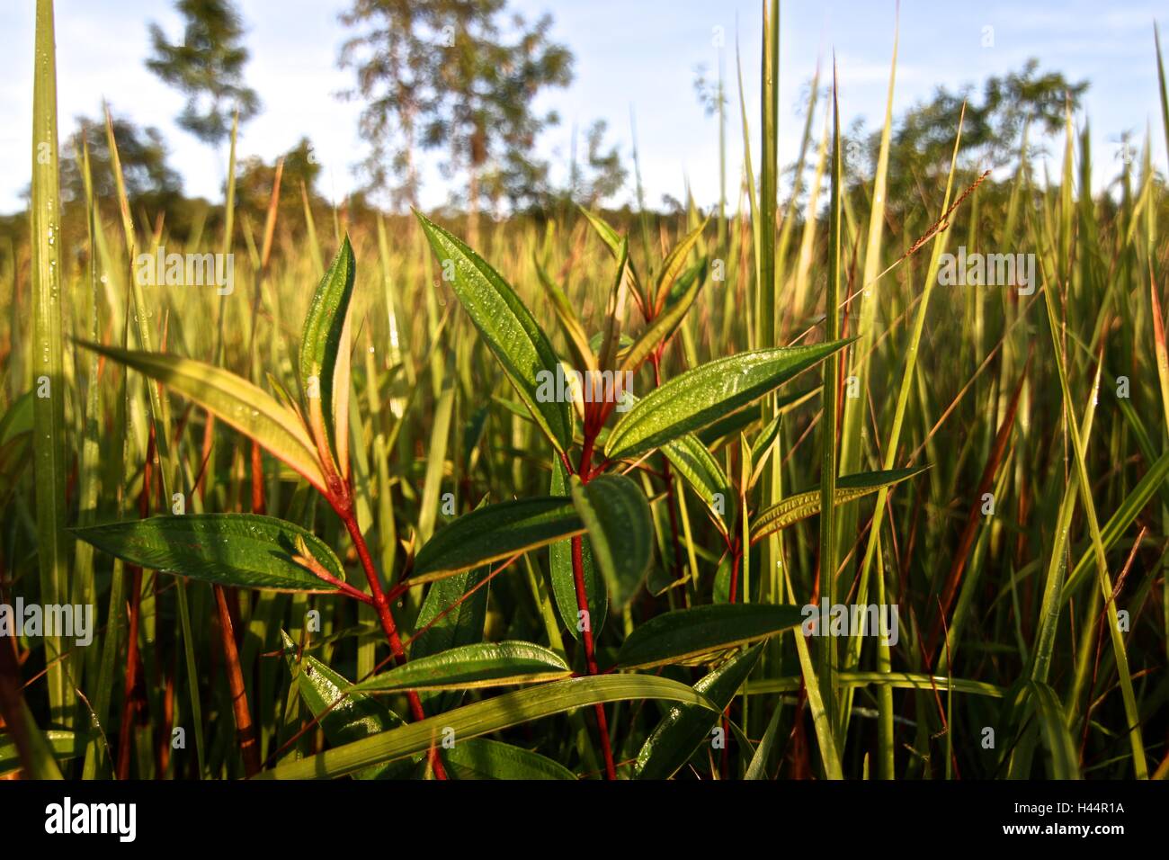 Small tree grows wild Stock Photo - Alamy