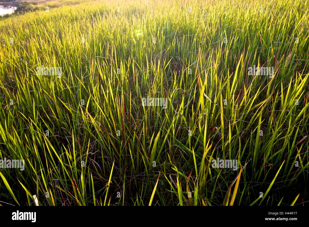 Small tree grows wild Stock Photo - Alamy