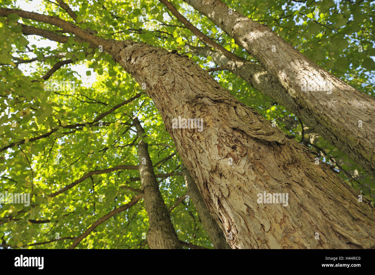 Walnut-tree, Juglans regia, autumn Stock Photo - Alamy