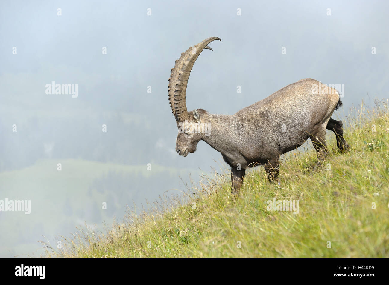 Alpine ibex, steinbock, Capra ibex, Switzerland, Bernese Oberland ...