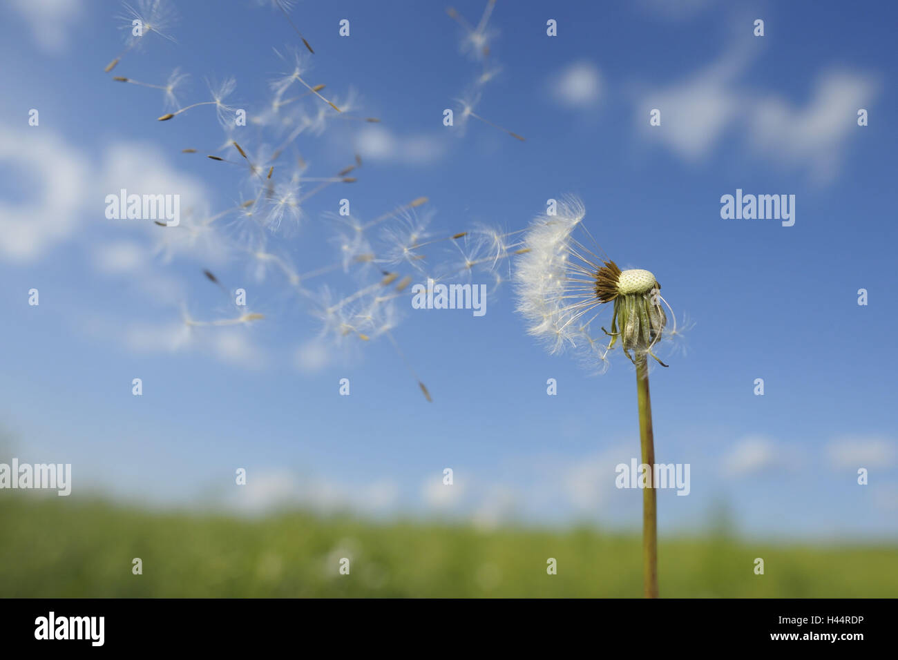 Scattering seed hi-res stock photography and images - Alamy
