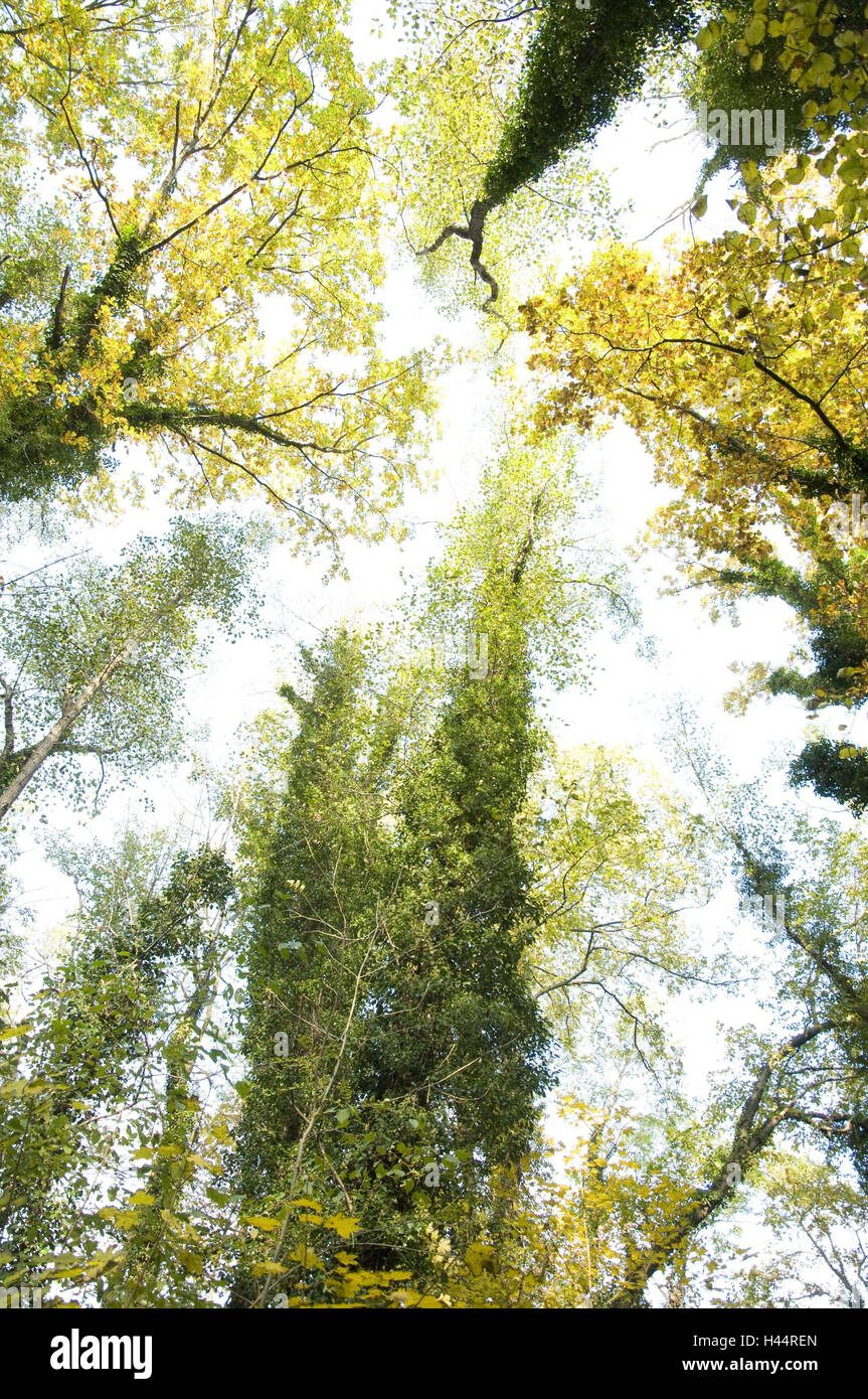 Wood, broad-leaved trees, trunk, climbing plants, back light, from ...