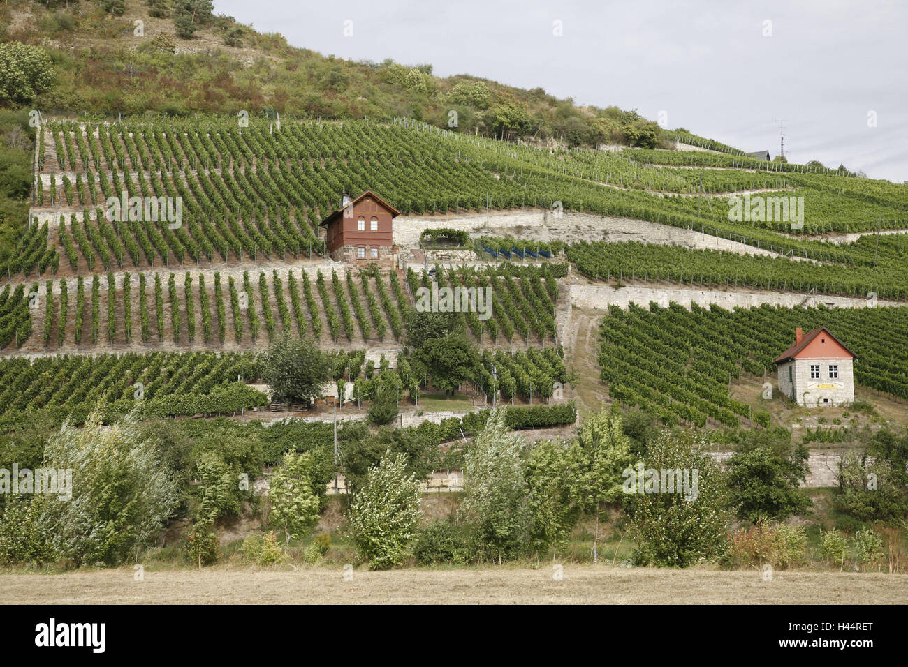 Germany, Saxony-Anhalt, castle Frey, wine inclination, wine-growing ...