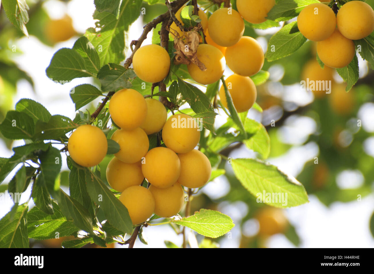 Mirabelle tree, branch, detail, fruits, ripe Stock Photo - Alamy