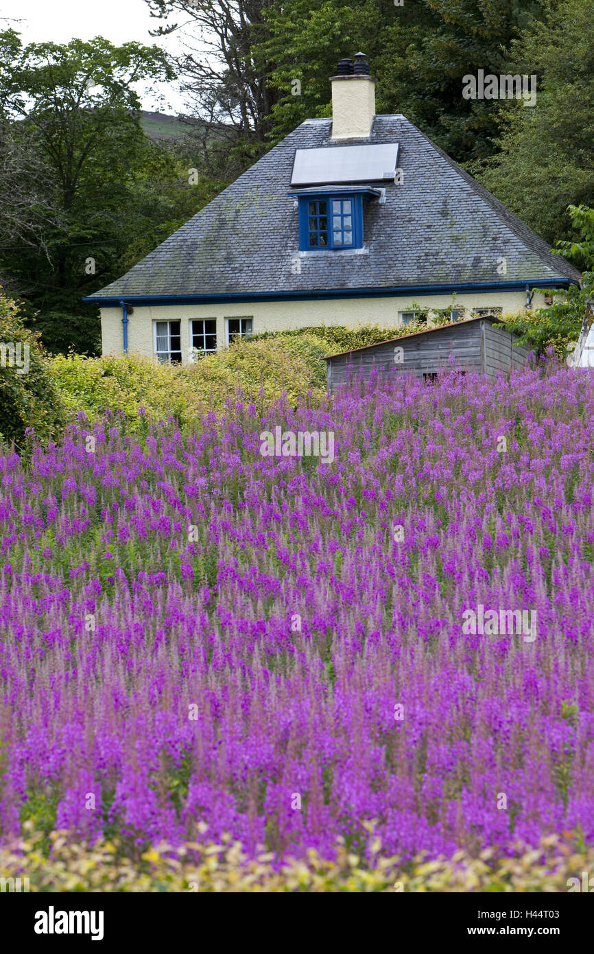 Great Britain, Scotland, highlands, little forest pasture roses, narrow ...