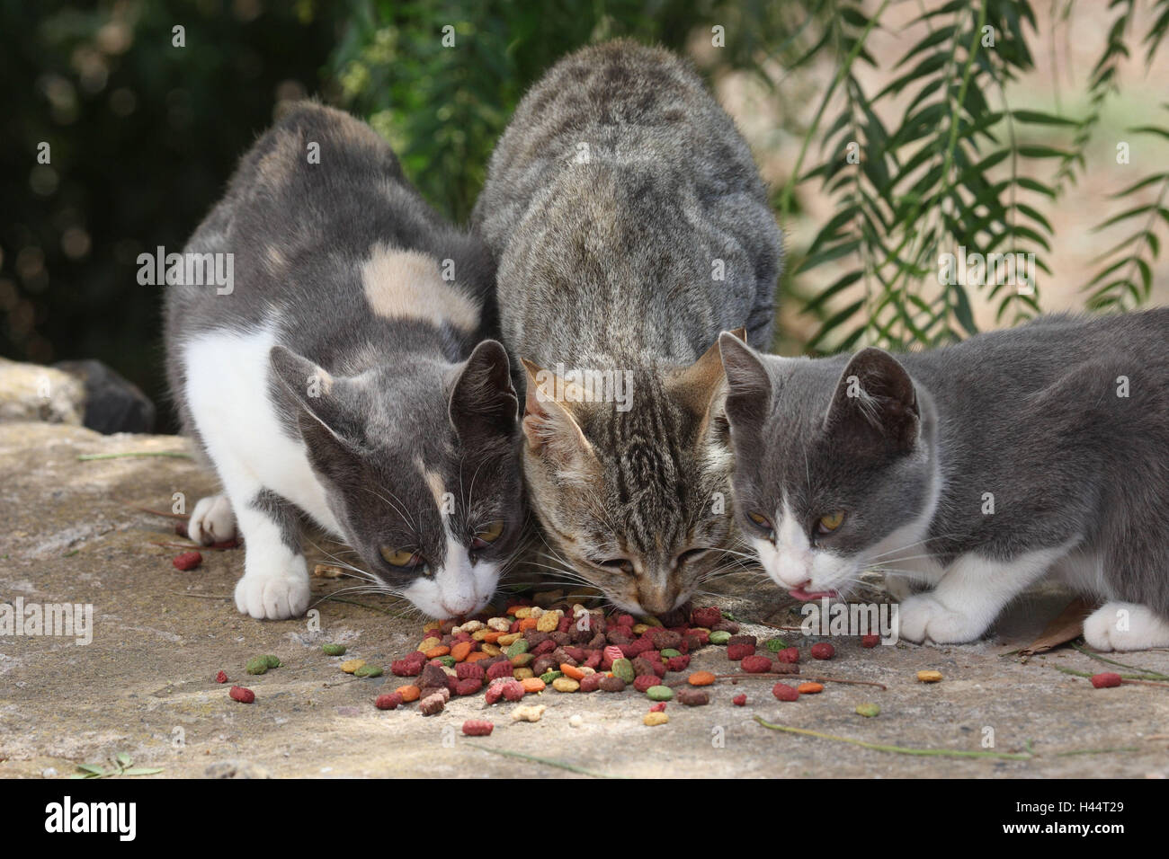 Three house cats hi-res stock photography and images - Alamy