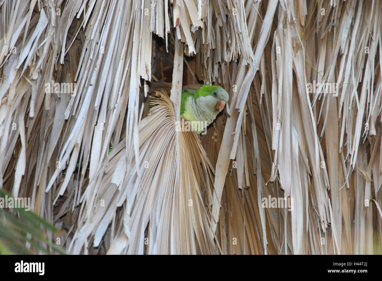 Animal parakeet hi-res stock photography and images - Alamy