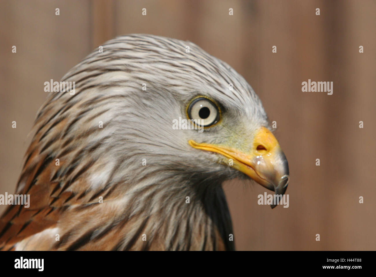 Rotmilan, Milvus milvus, portrait, animal, bird, bird prey, plumage ...
