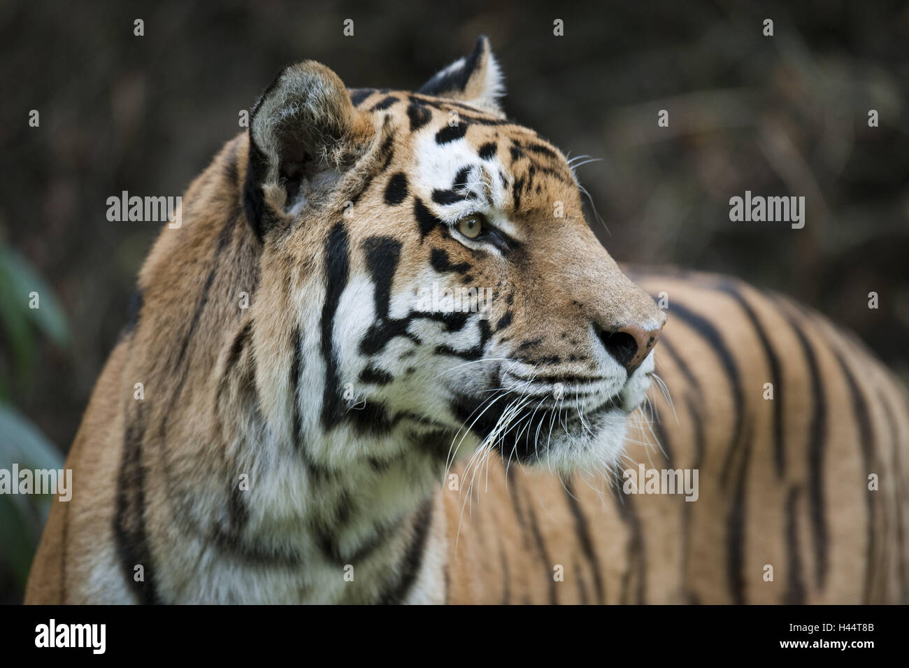 Siberian tiger, Panthera tigris altaica, portrait, side view Stock ...