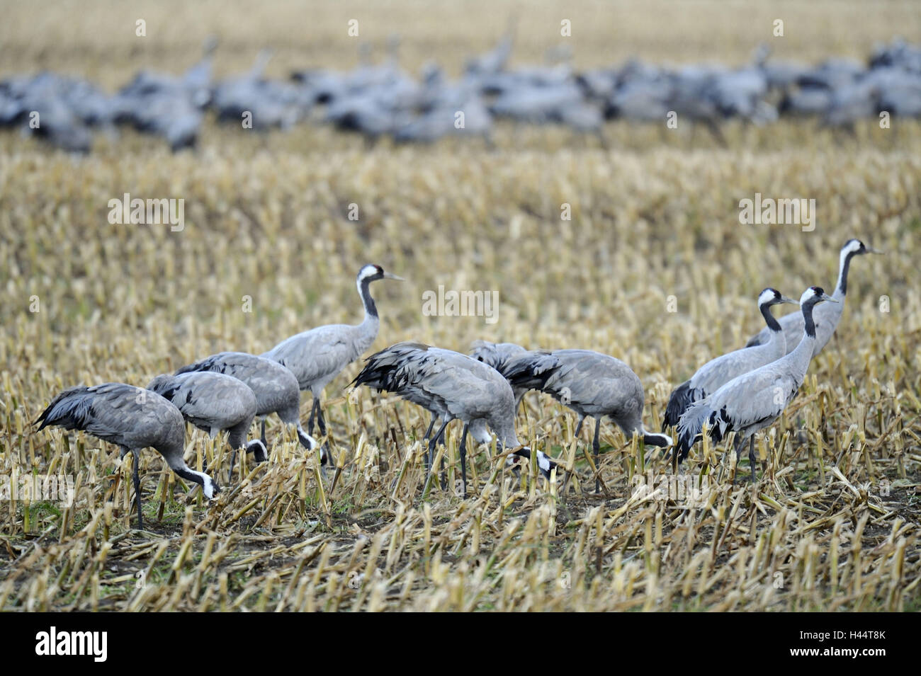 Cranes, slack slack, many, field, food search Stock Photo - Alamy