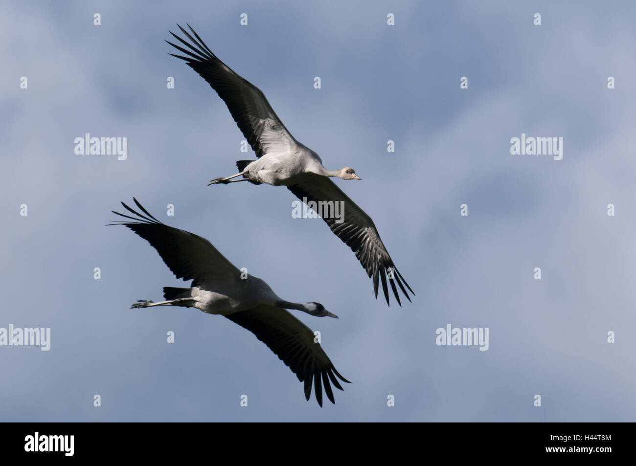 Cranes, slack slack, two, fly Stock Photo - Alamy