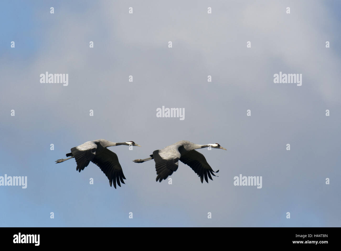 Two Common Cranes High Resolution Stock Photography and Images - Alamy