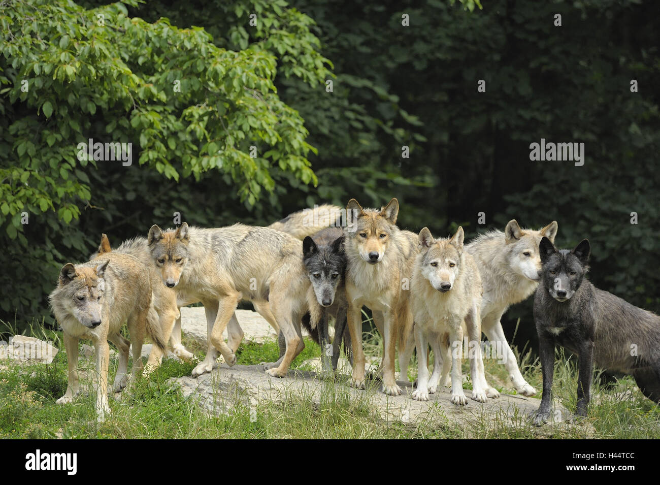 Wolves, Canis lupus, herd, carefully Stock Photo - Alamy