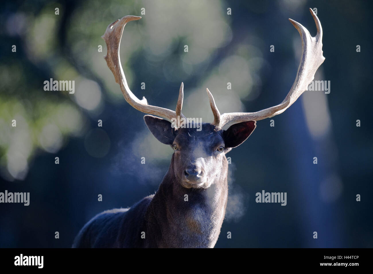 fallow deer, Dama dama, deer, rutting season Stock Photo - Alamy