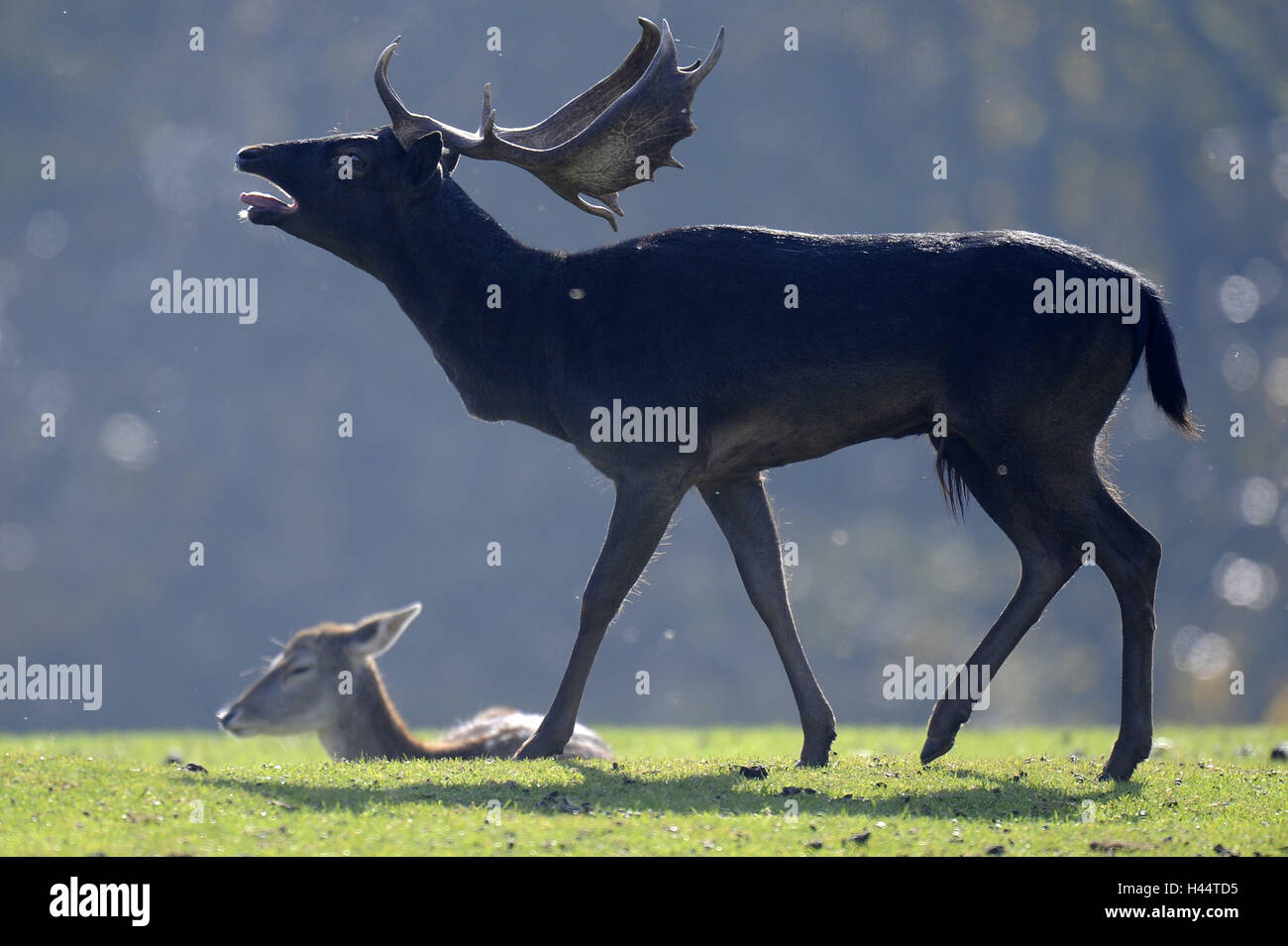 Damwild, Dama dama, deer, rutting season Stock Photo - Alamy
