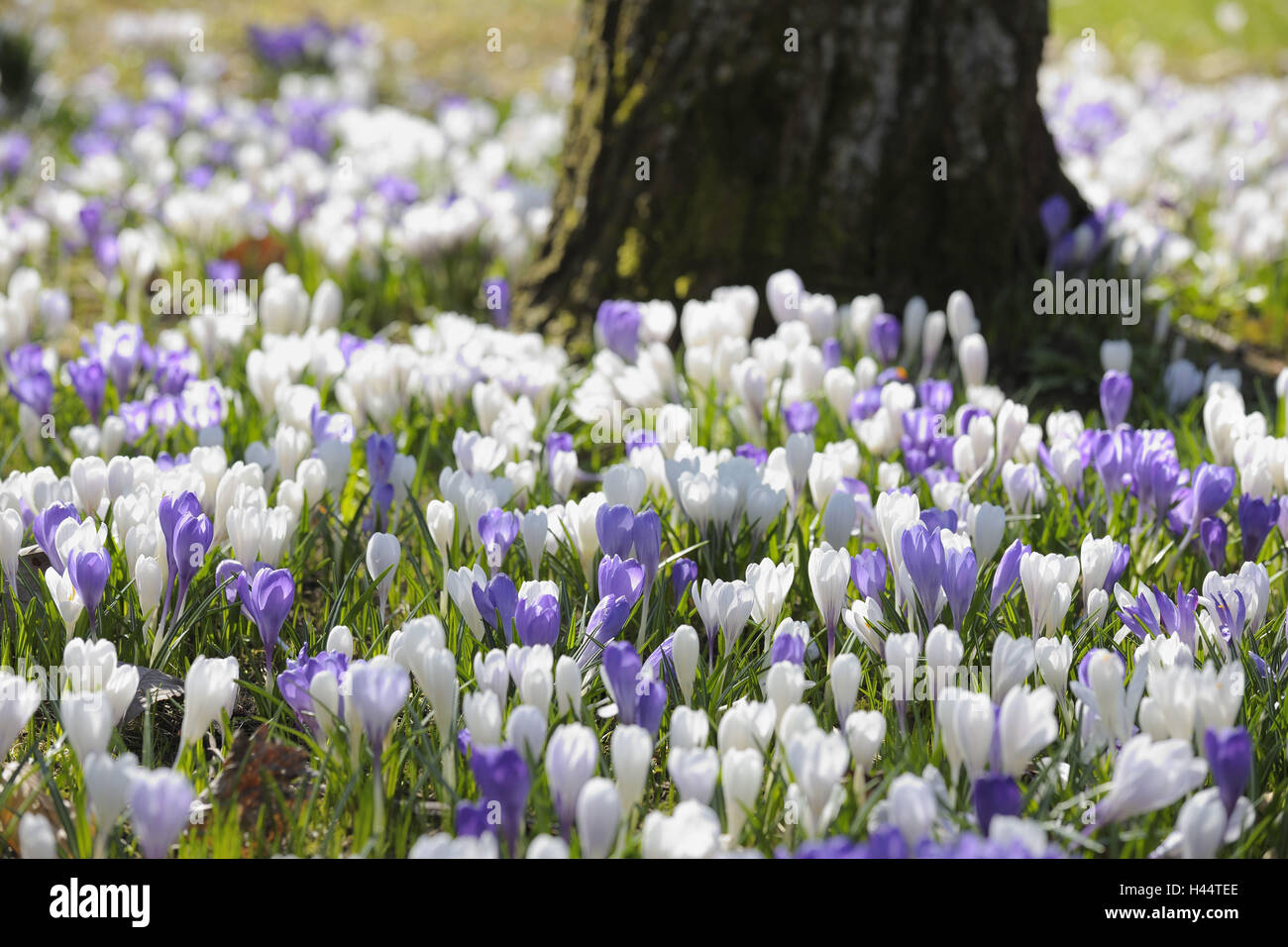 Neapolitanus hi-res stock photography and images - Alamy