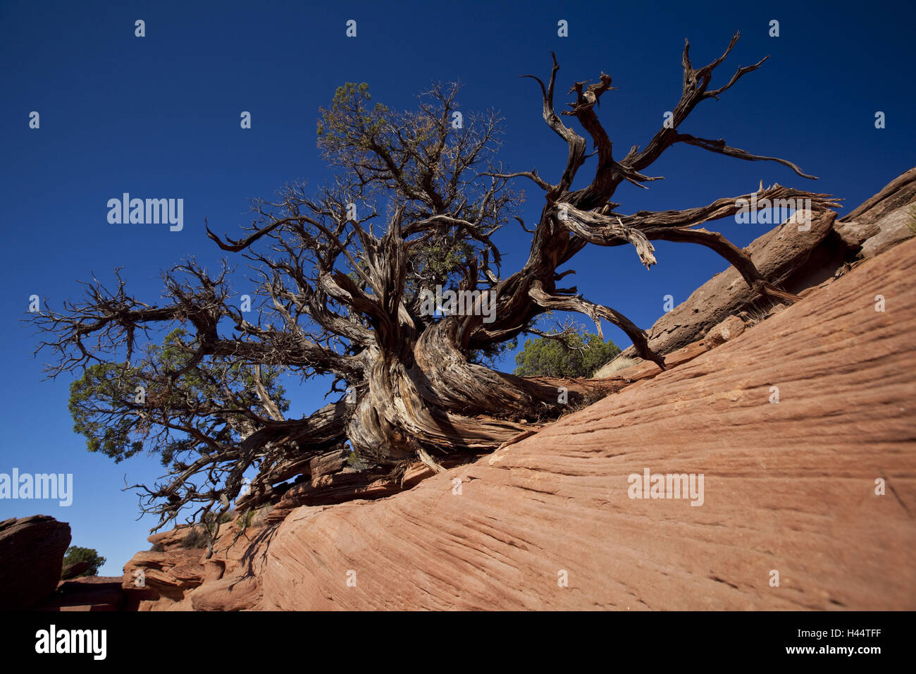 The USA, Utah, Colorado plateau, Colorado River, Canyonlands national ...