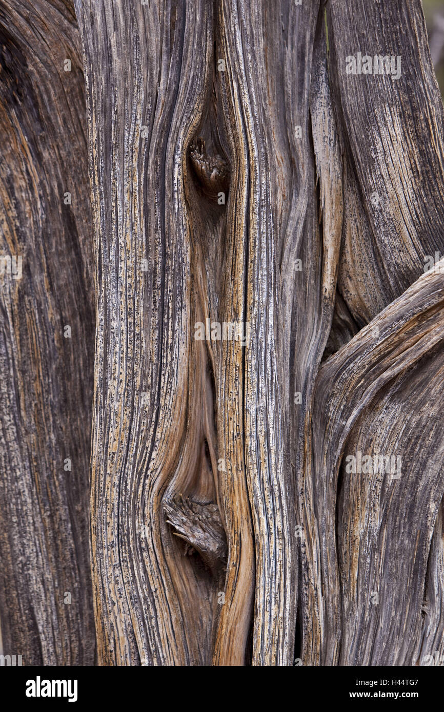 Juniper, trunk, close-up, USA, Colorado, Mesa Verde national park Stock ...