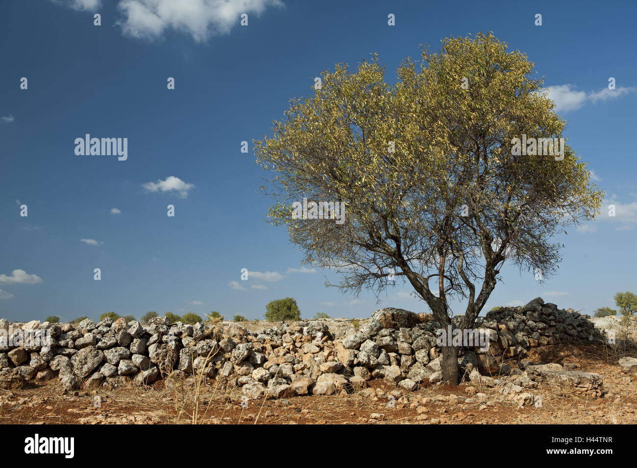 Syria, scenery, stone defensive wall, tree Stock Photo - Alamy