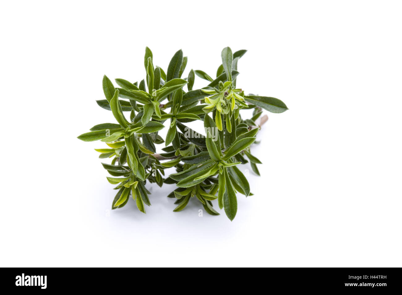Savory herb hi-res stock photography and images - Alamy