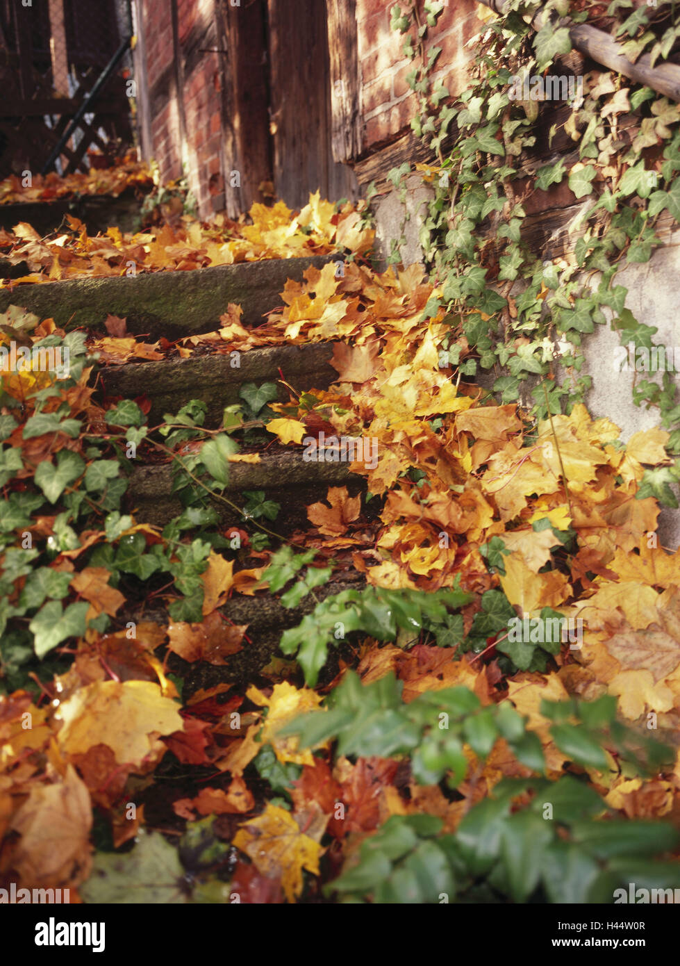 Garden, stone stairs, detail, autumn foliage, stairs, stairs, steps ...