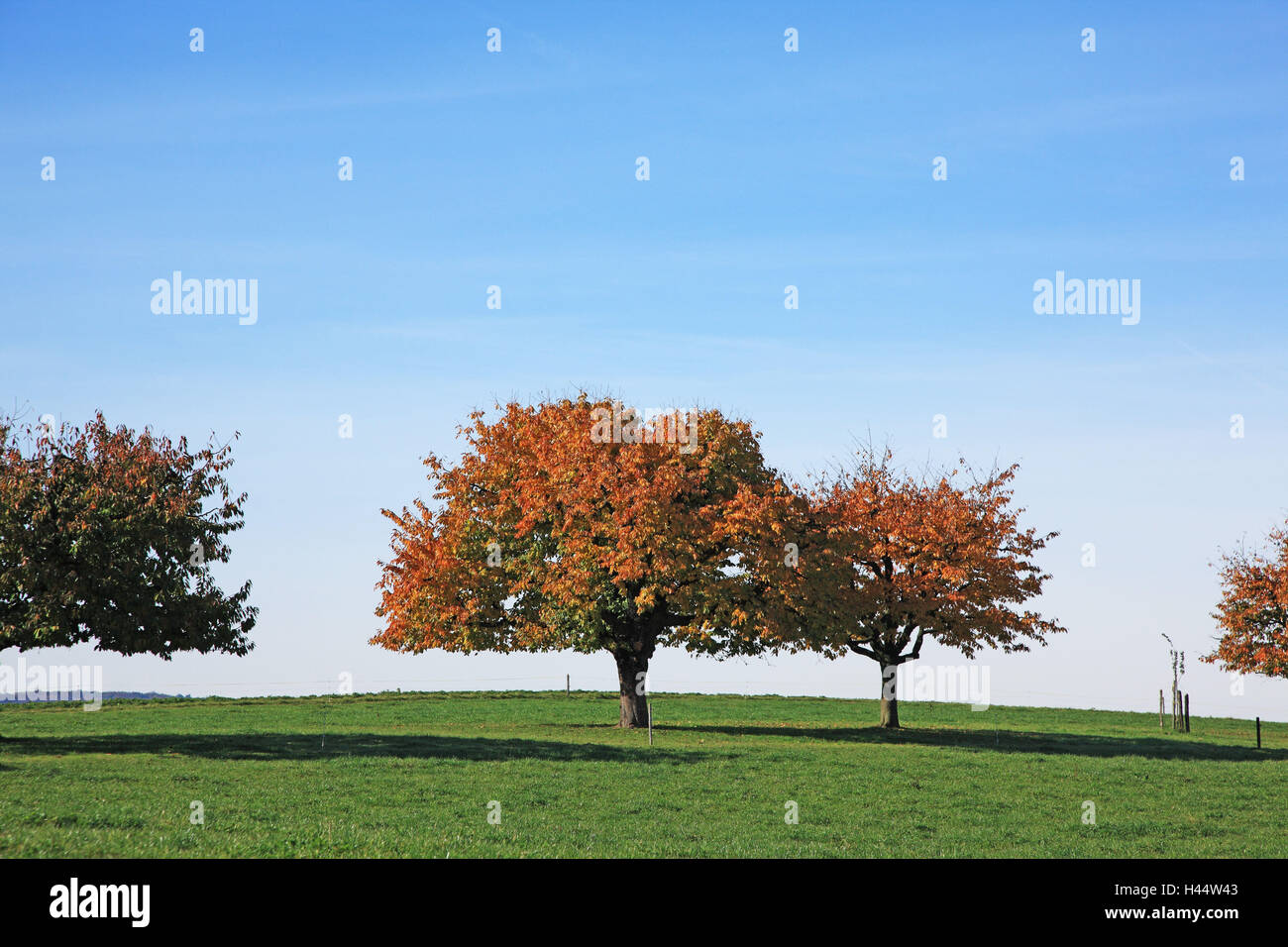 Switzerland, area Basel country, Therwil, meadow, trees Stock Photo - Alamy