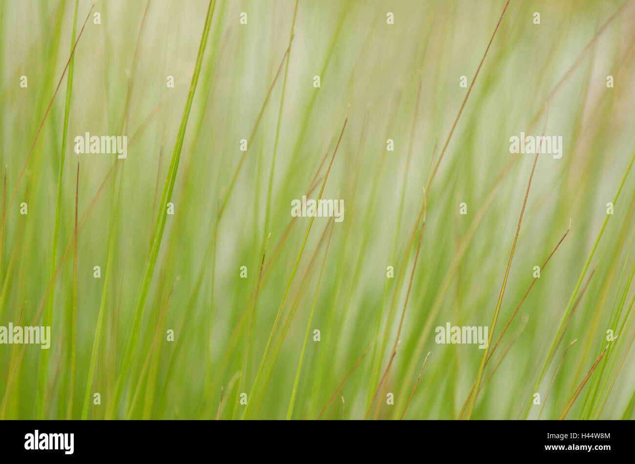Grass, marsh trident, Triglochin palustre, detail, plants, trident ...