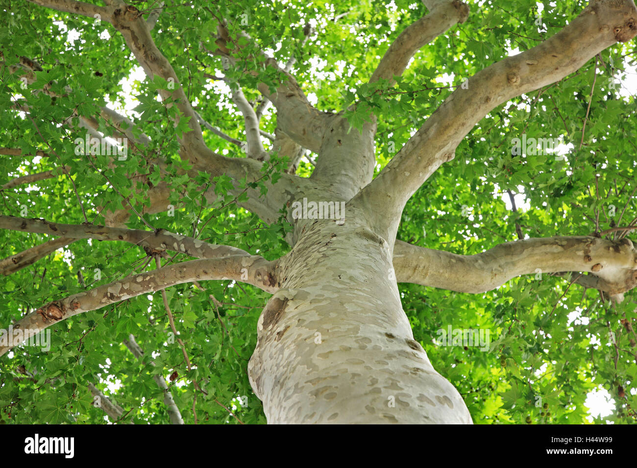 Plane tree, Platanus spec., summer, from below, plant, tree, broad ...