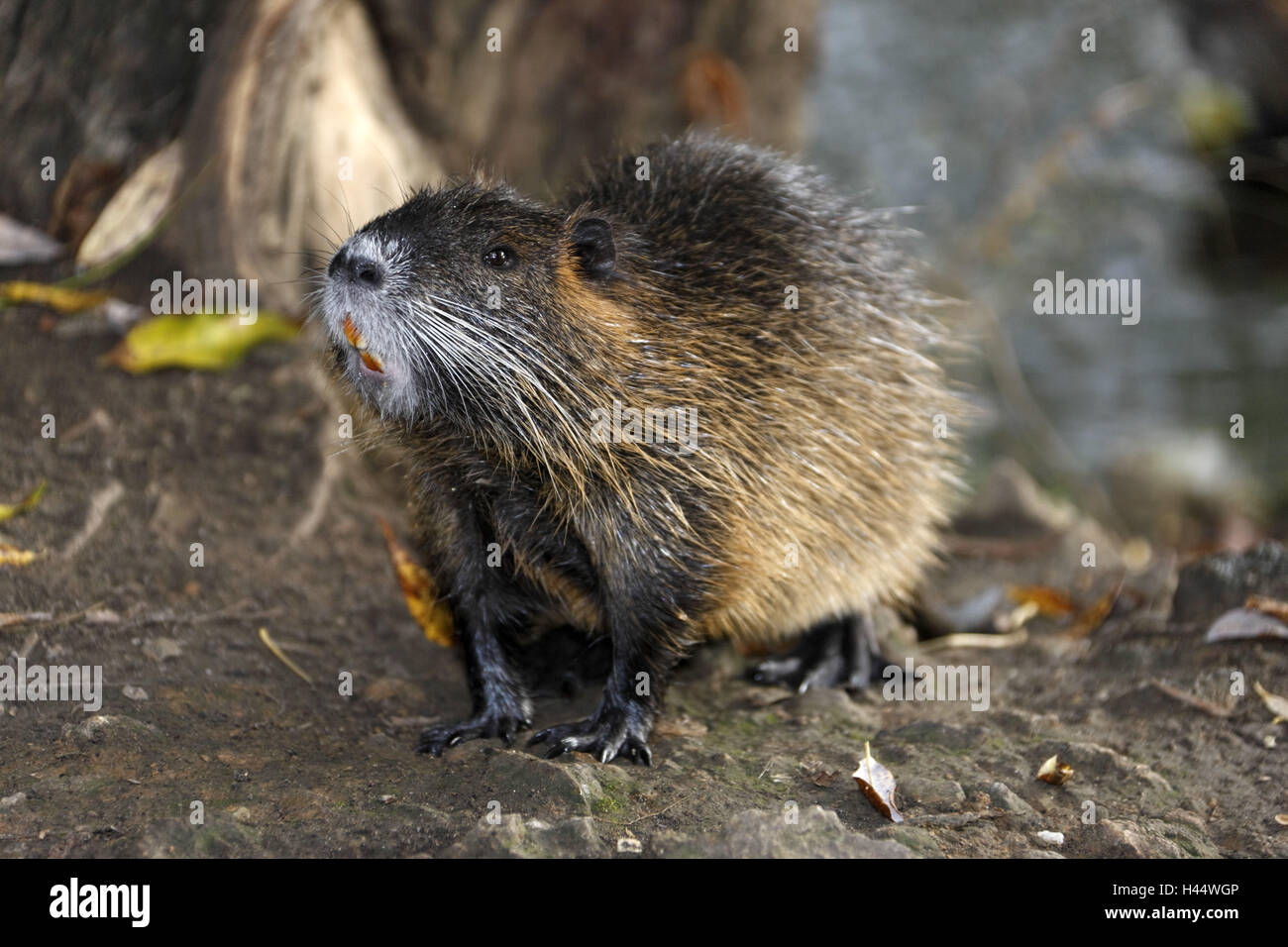 Nutria, forest floor Stock Photo - Alamy