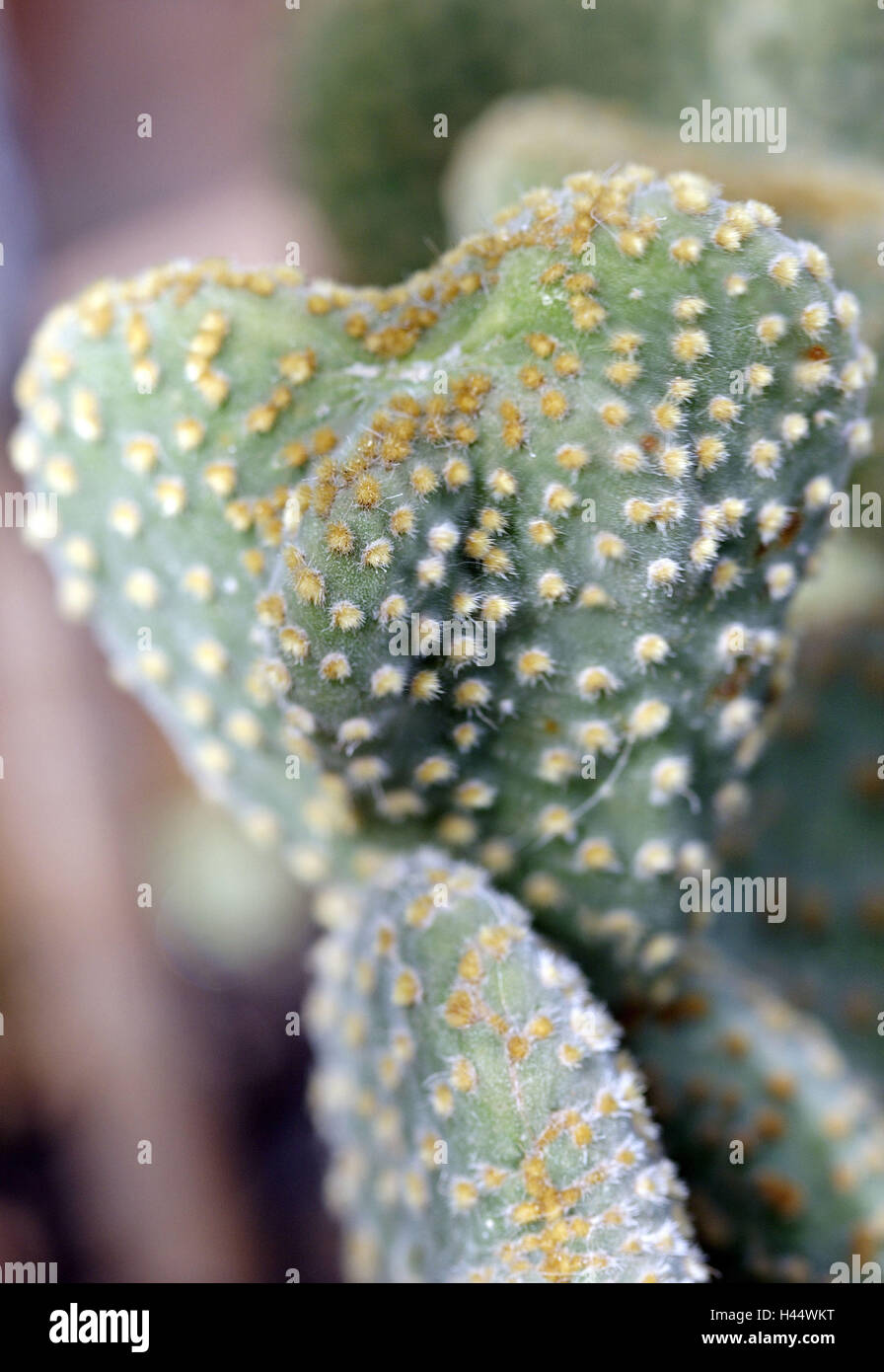 Cactus, heart-shaped, detail Stock Photo - Alamy
