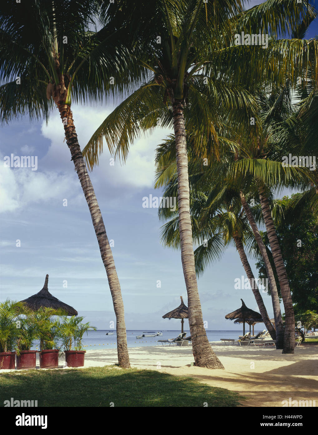 Maskarenen, island Mauritius, west coast, Flic en Flac, palm beach ...