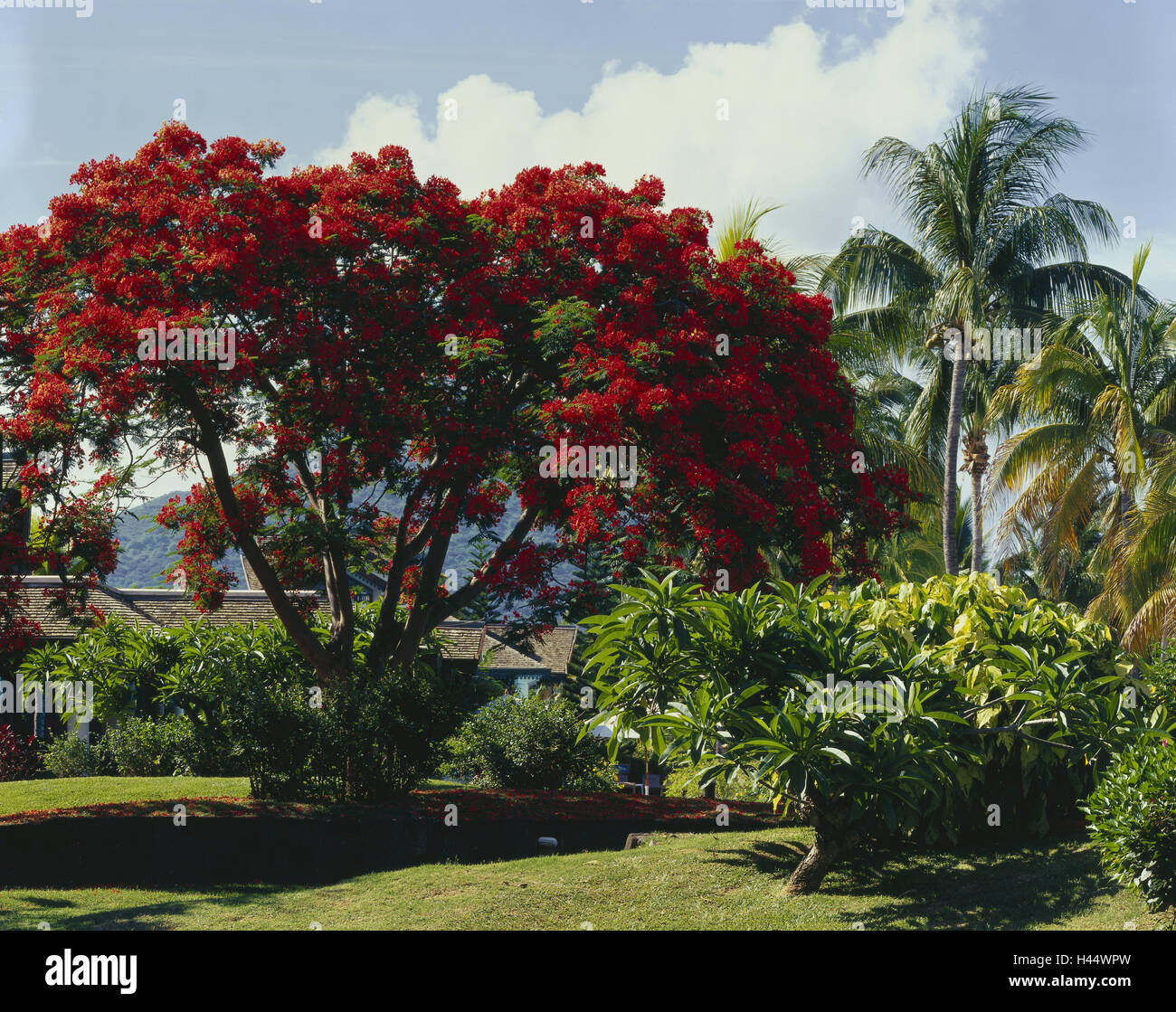 Mauritius flamboyant tree flame tree hi-res stock photography and ...