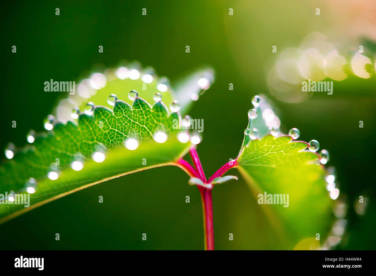 Morning dew, nature Stock Photo - Alamy